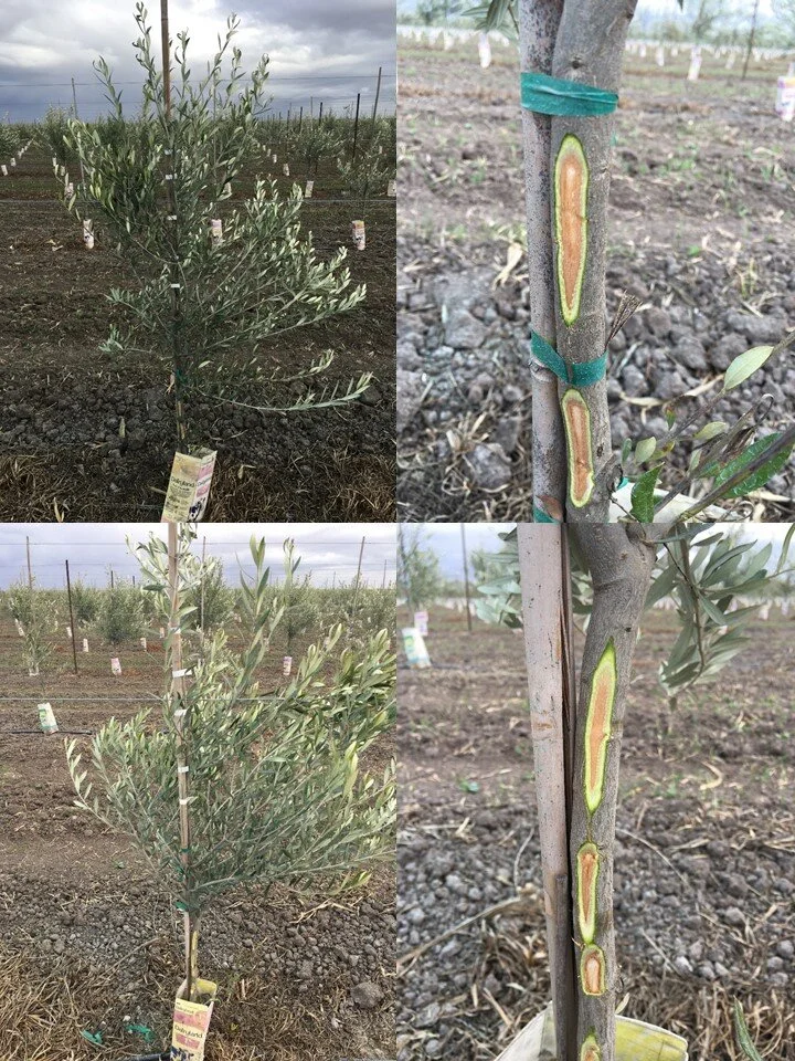 Verticillium Wilt vs. Freeze Damage of Super High Density Oil Olive ...