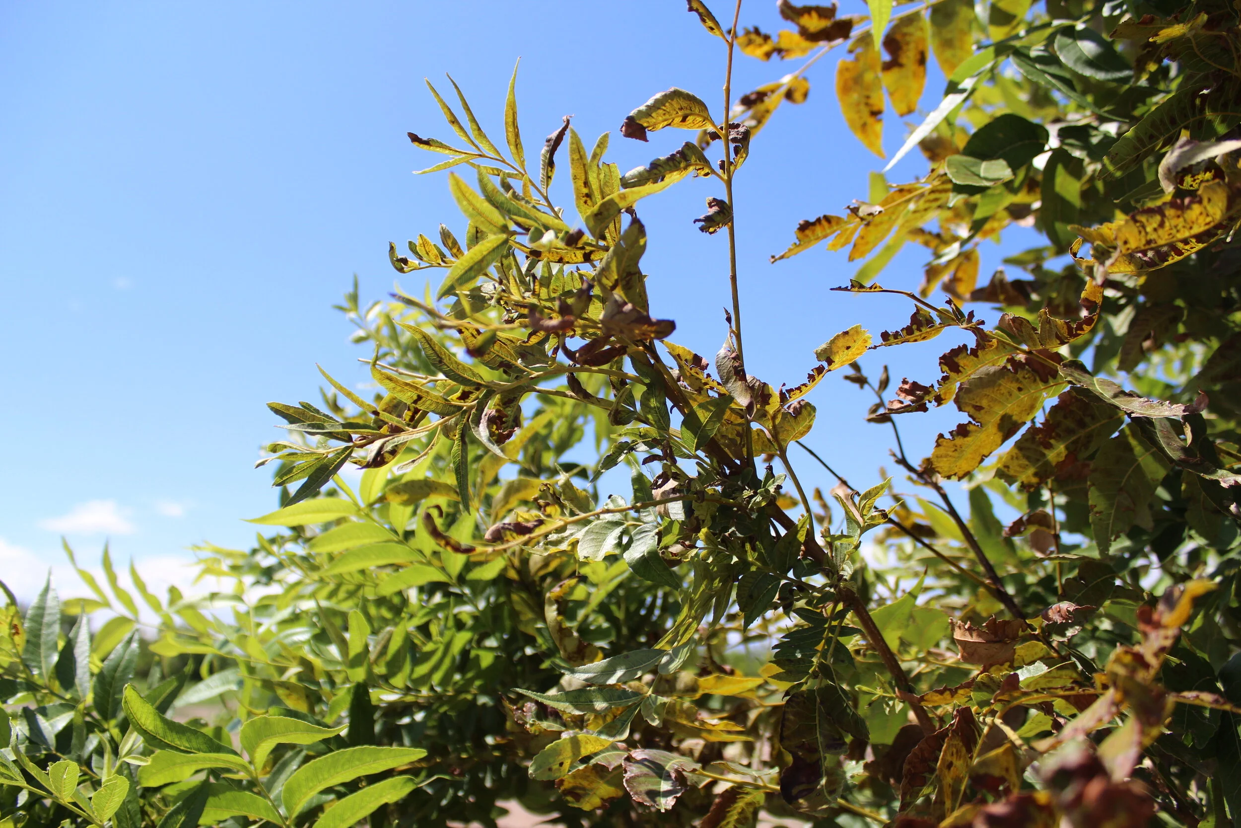 Zinc Fertilization in California Orchard Crops — SJV Trees and Vines