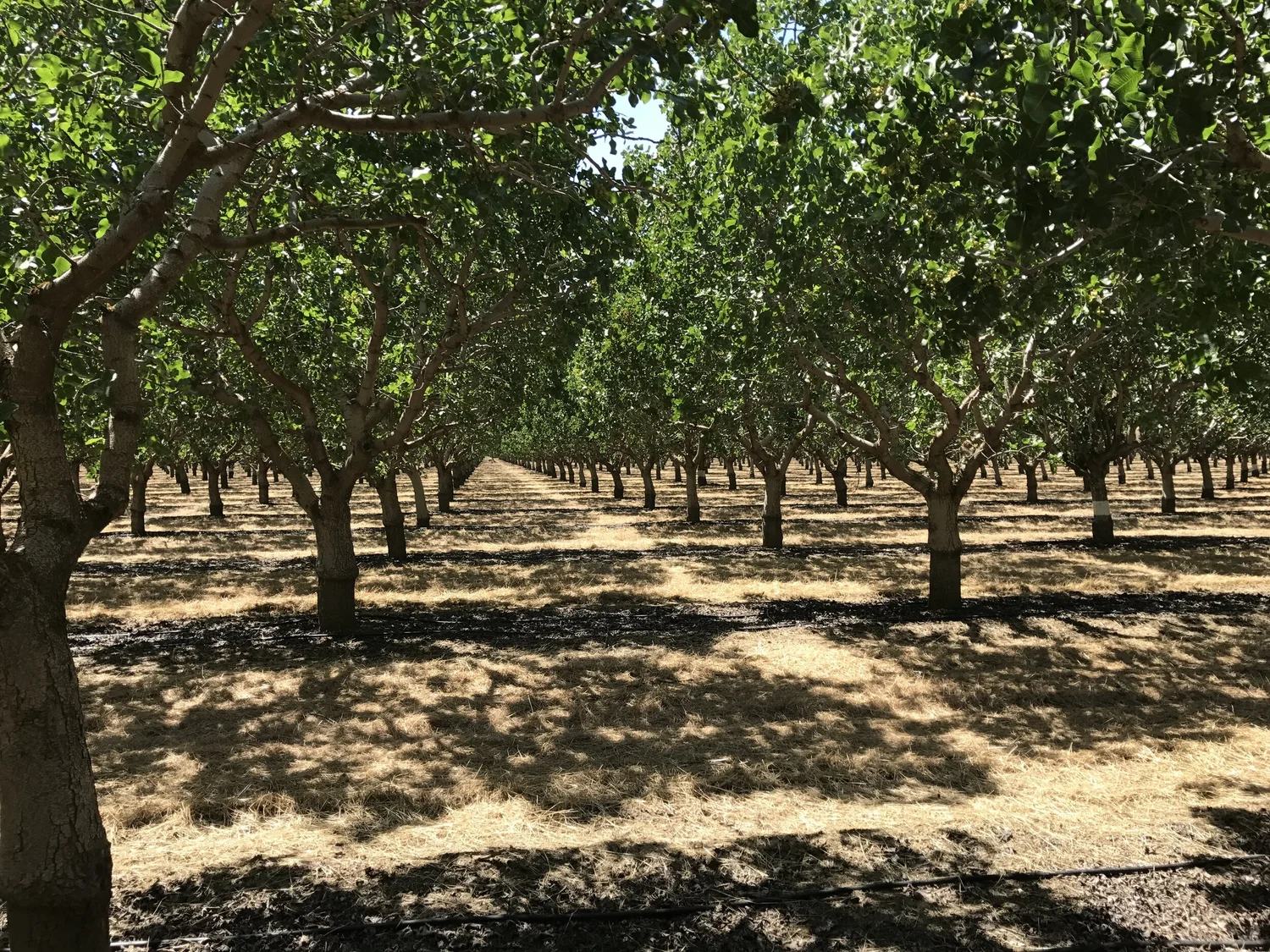 Pistachio Tree