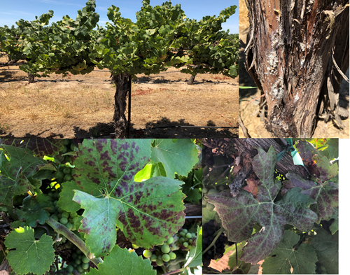 Understanding Sudden Vine Collapse in California — SJV Trees and Vines