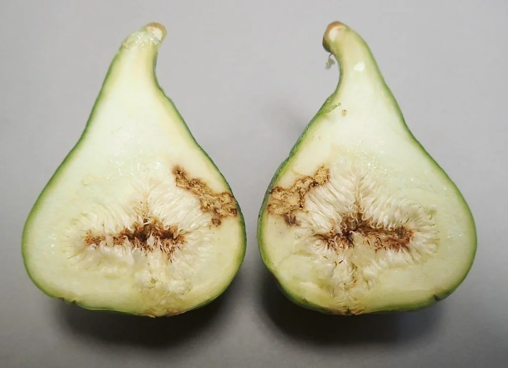 New pest of fig — SJV Trees and Vines