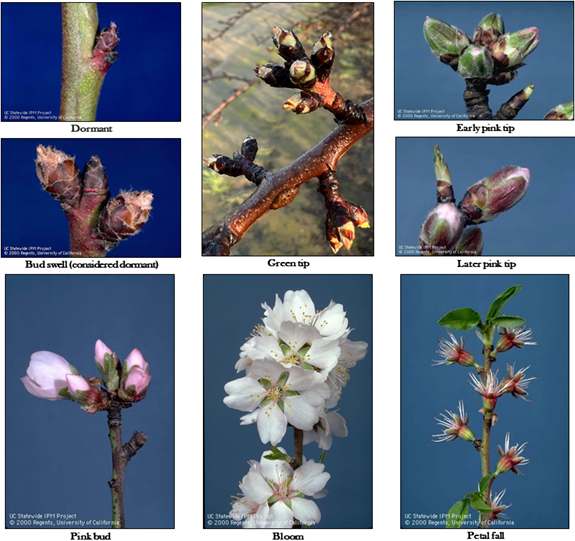 How Late is Too Late for NOW Winter Sanitation? — SJV Trees and Vines