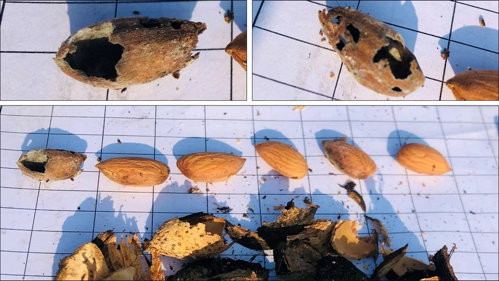Winter Mummy Nut Sampling in Almond: Additional Insights for Pest ...