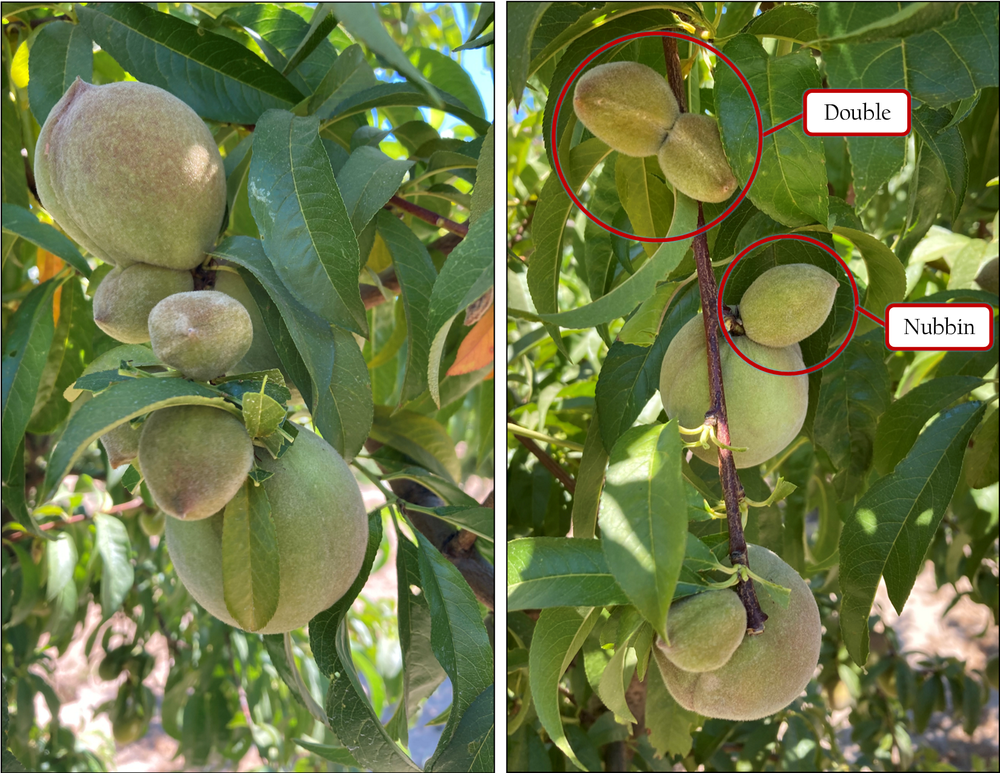 Nubbins and Doubles on Peaches: Potential Causes — SJV Trees and Vines