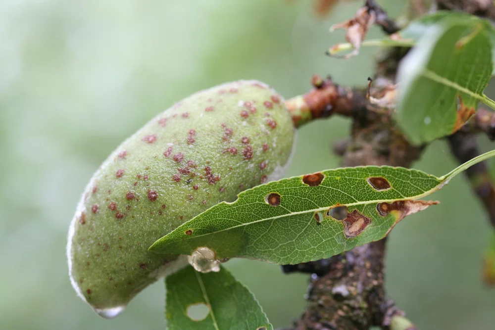 February 2022 Almond Orchard Tasks — SJV Trees and Vines
