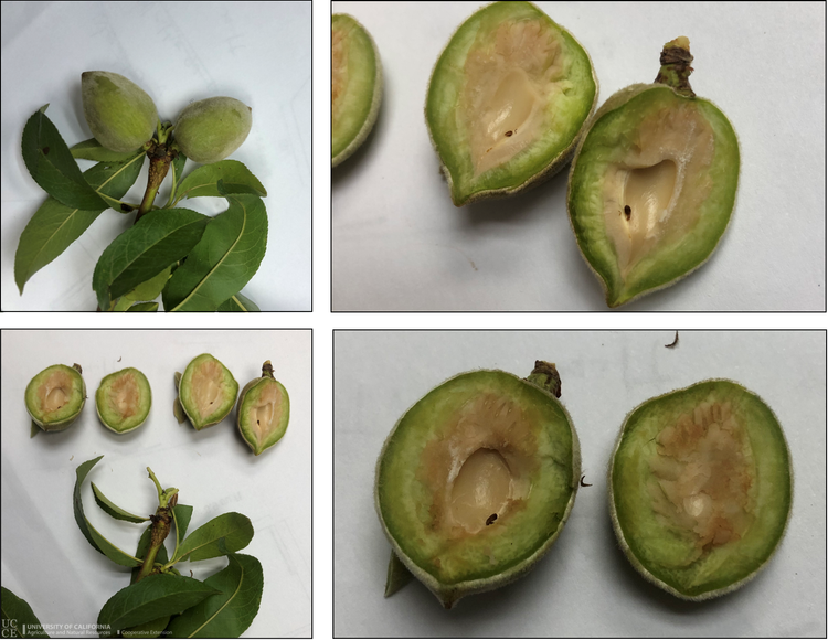 Nubbins and Doubles on Peaches: Potential Causes — SJV Trees and Vines
