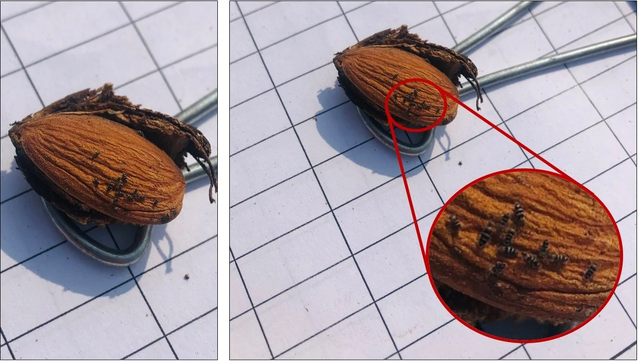 Winter Mummy Nut Sampling in Almond: Additional Insights for Pest ...