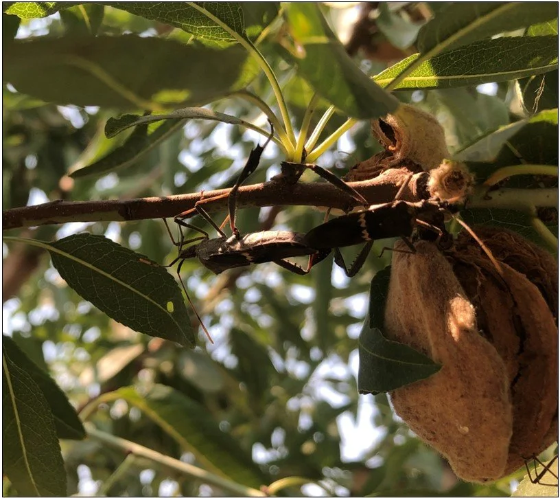Winter Mummy Nut Sampling in Almond: Additional Insights for Pest ...
