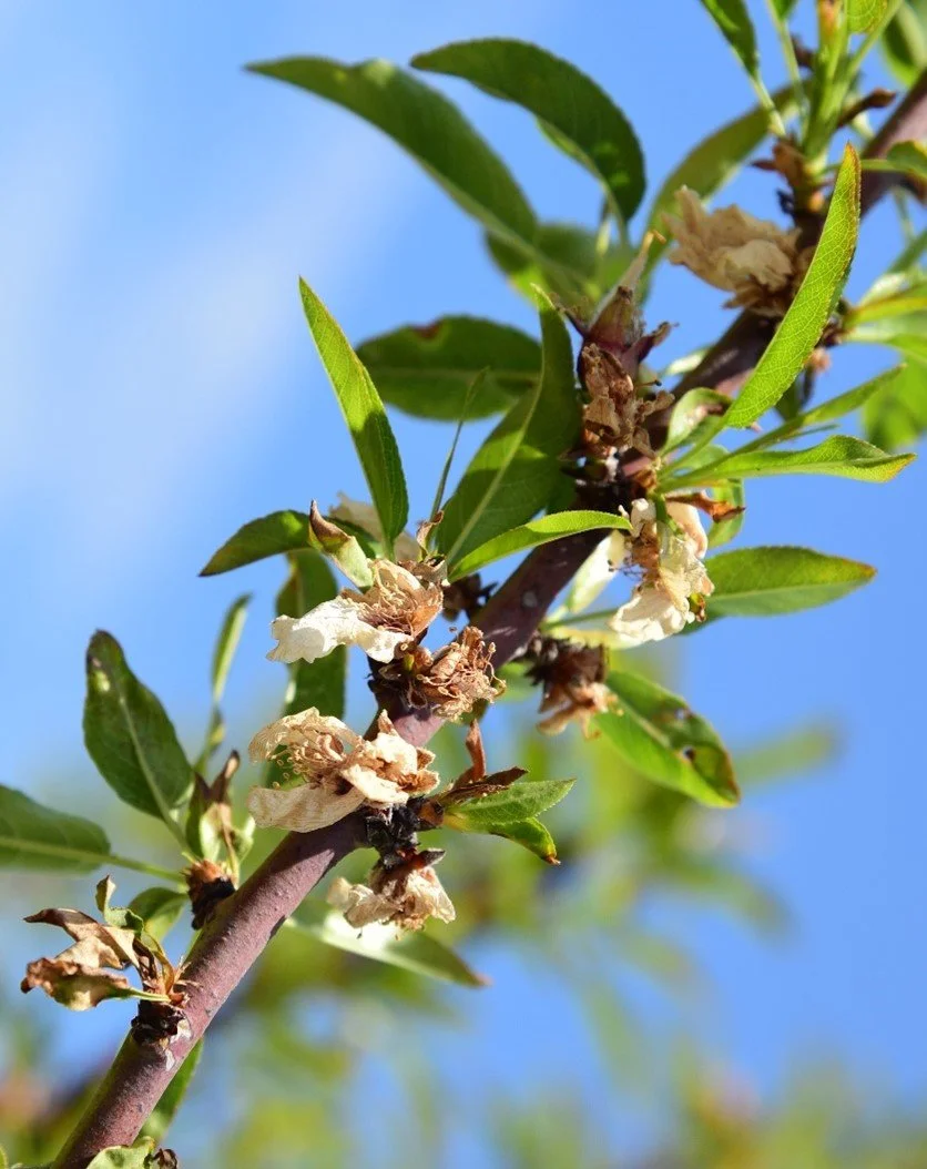 Risk of bacterial blast of almond is high when freezing and wet ...