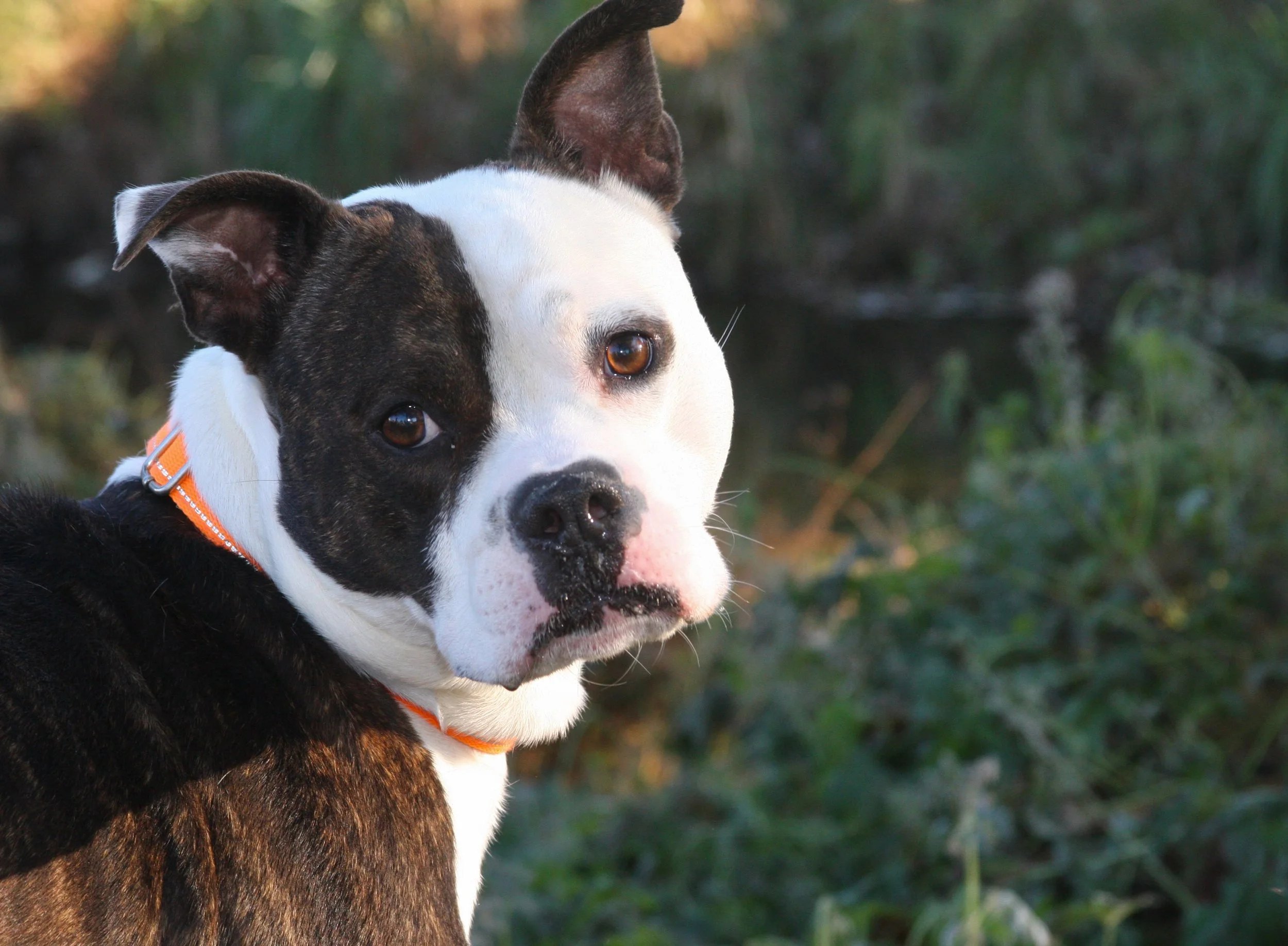 Pet Alerts — Lehigh Valley Humane Society