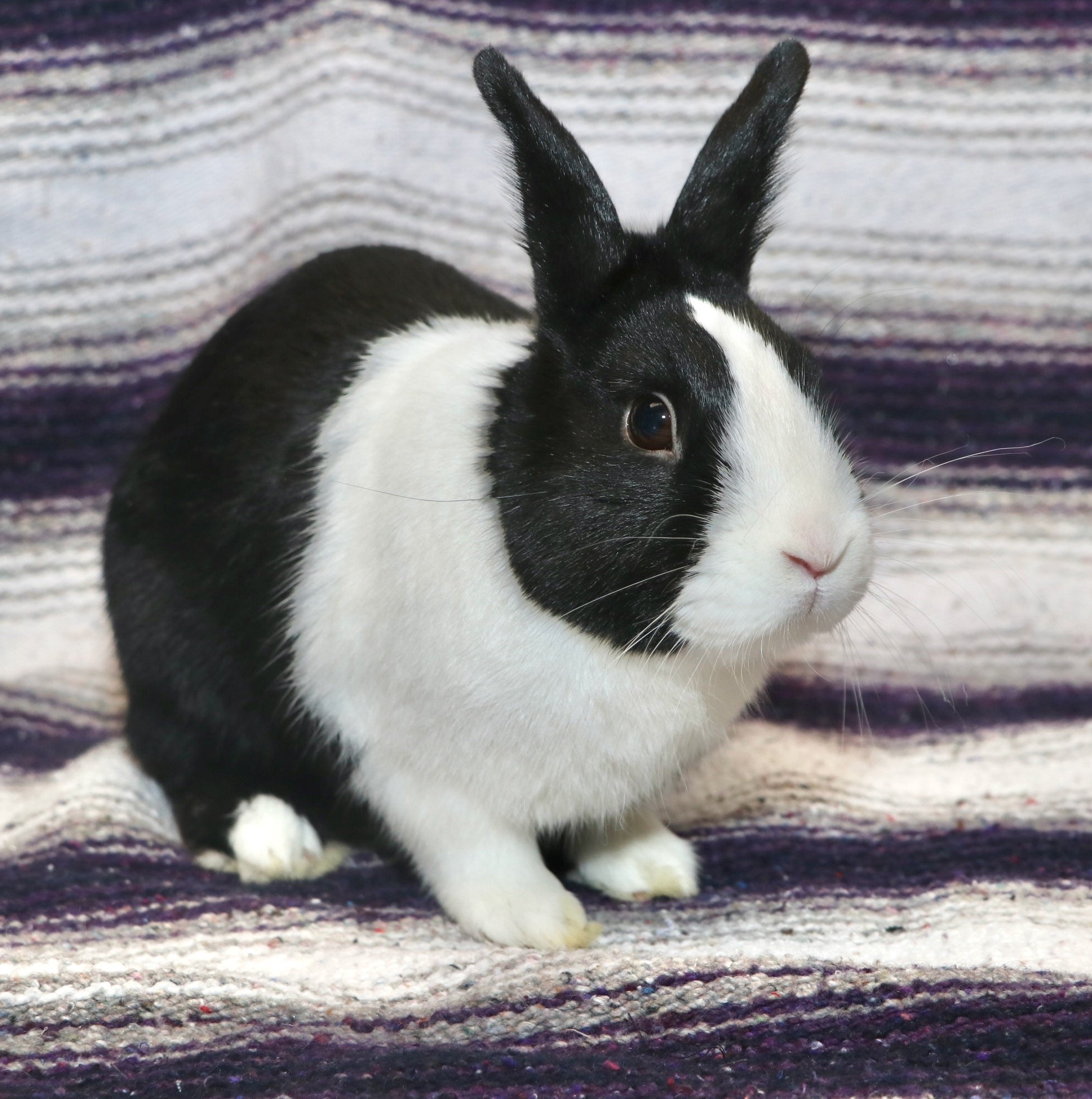 Adopt — Lehigh Valley Humane Society