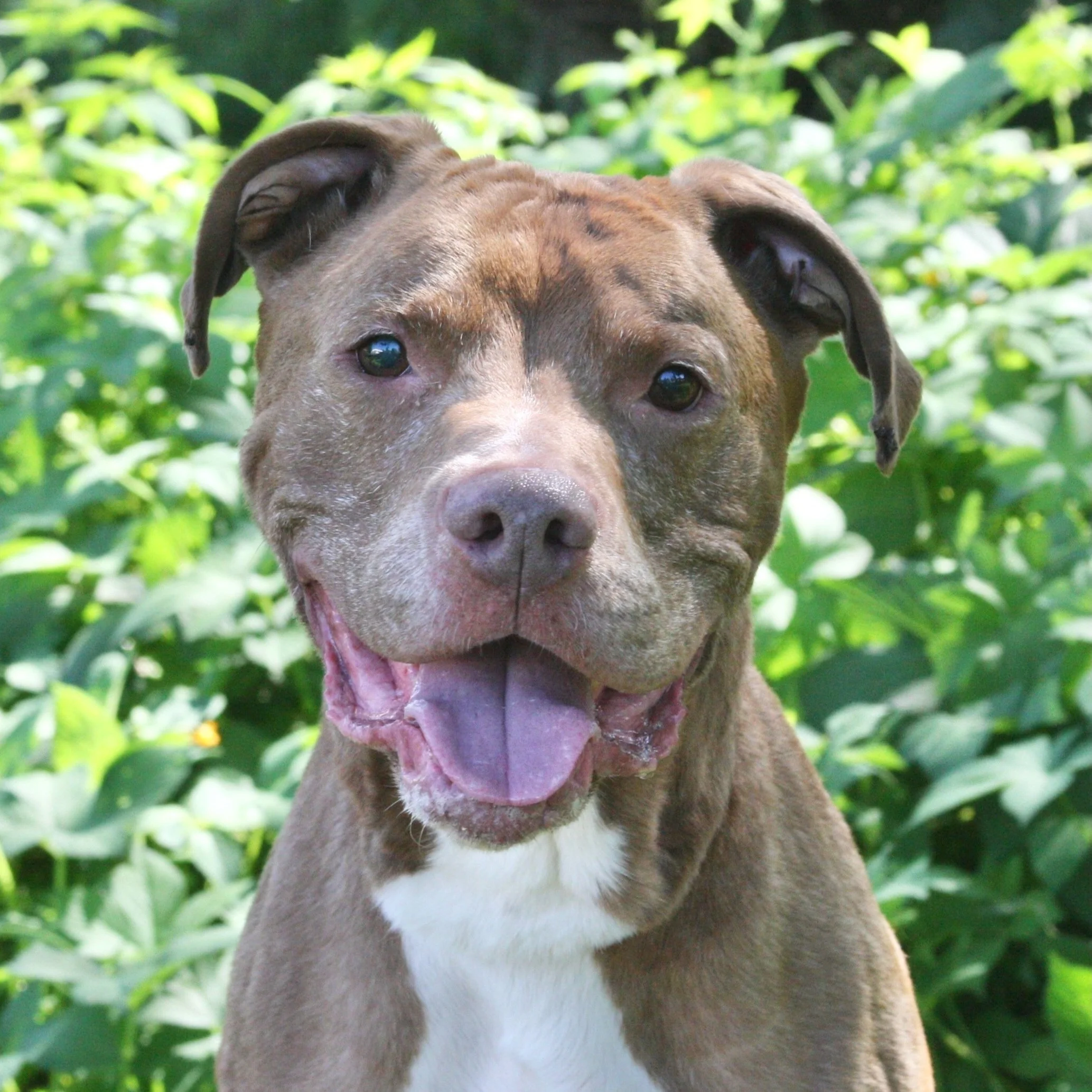 Adopt — Lehigh Valley Humane Society