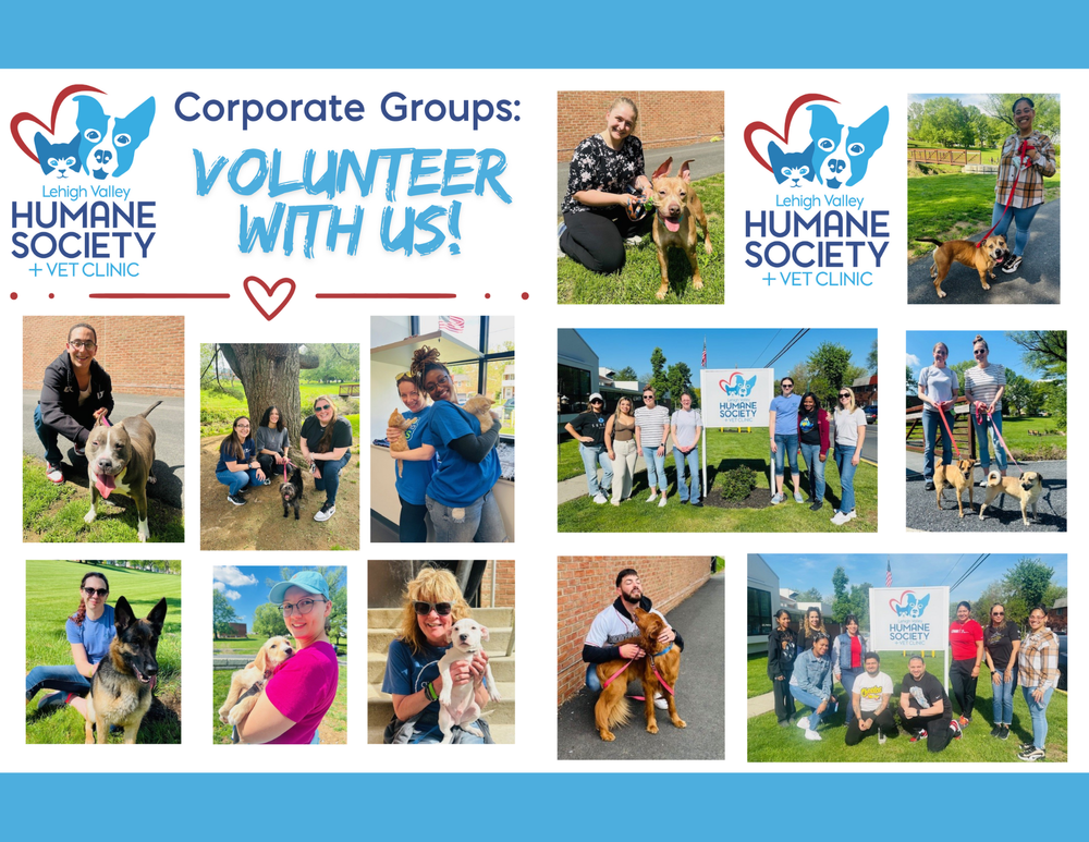 Corporate Volunteer Opportunities — Lehigh Valley Humane Society
