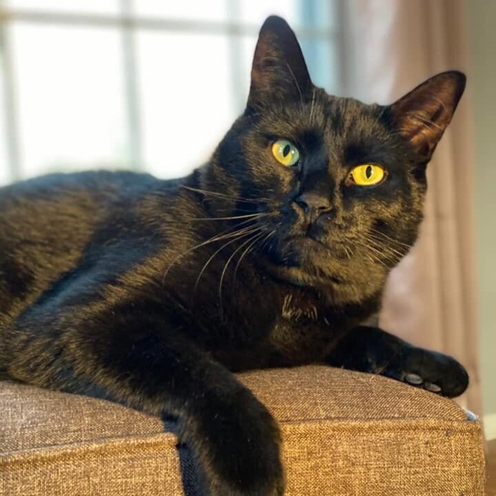 Where Are They Now? — Greece Residents Assisting Stray Pets