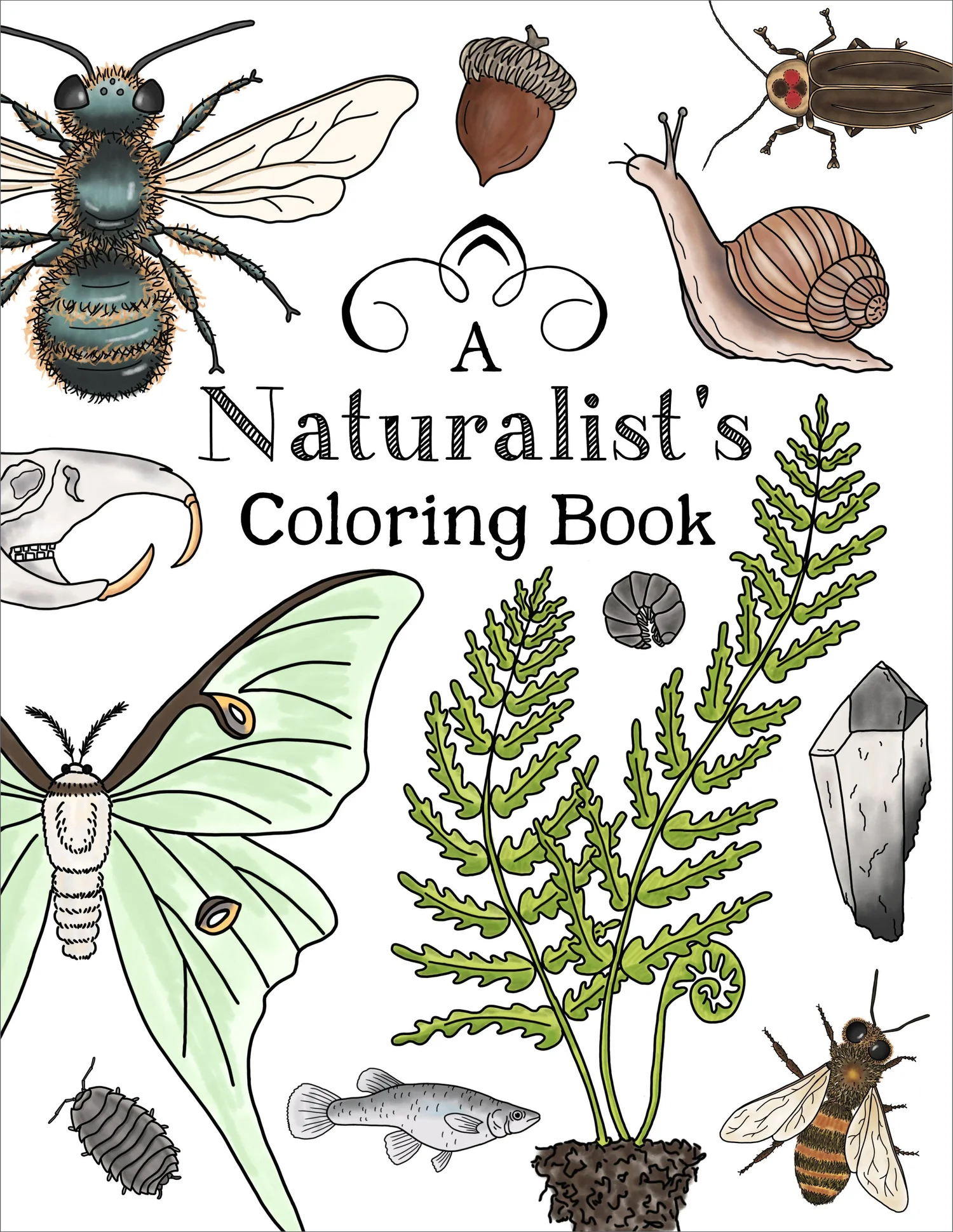 Naturalist's Coloring Book — Twig & Moth