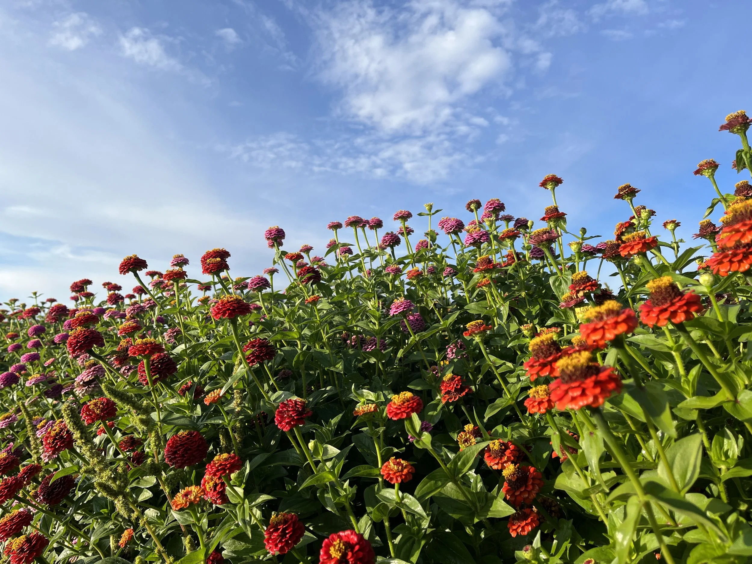 Roaring Fork Valley/Silt CSA | Highwater Farm