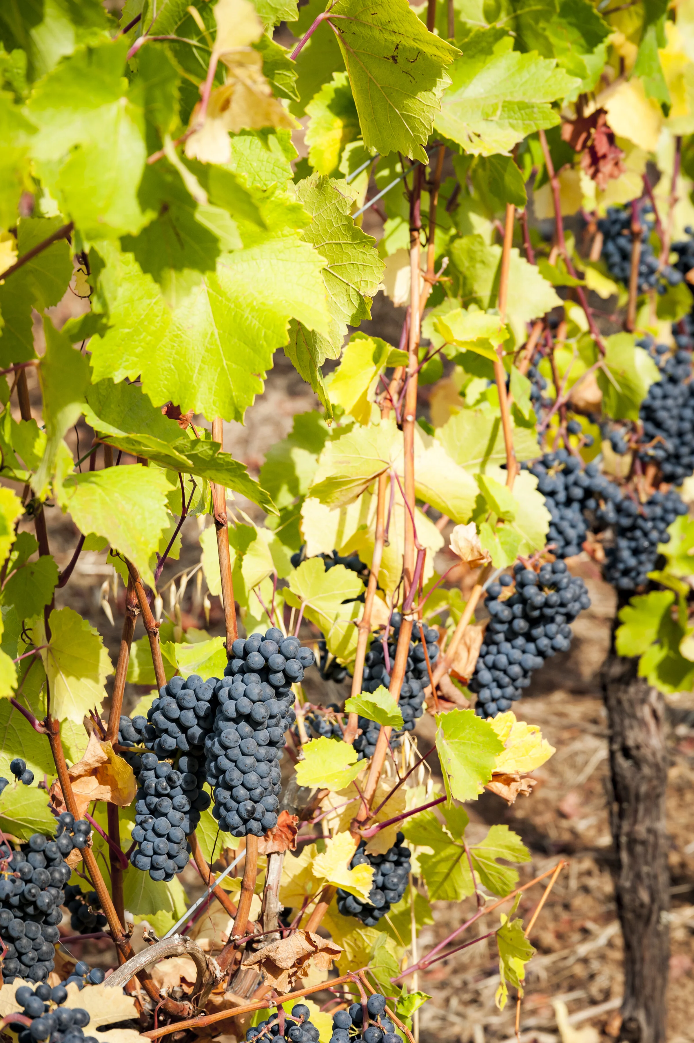 Tidalstar Vineyard - Yamhill-Carlton — Tidalstar Vineyard