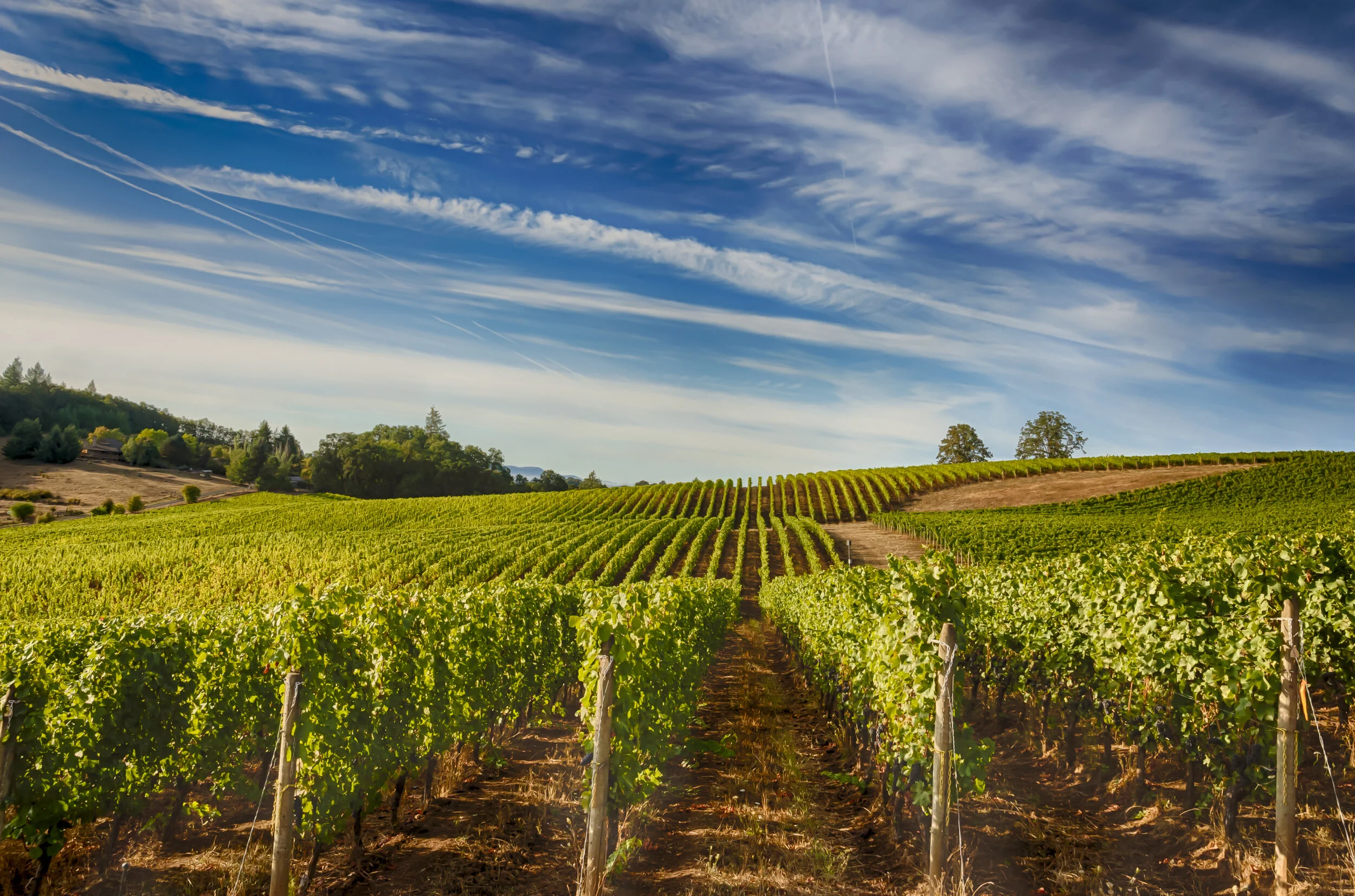 Tidalstar Vineyard - Yamhill-Carlton — Tidalstar Vineyard