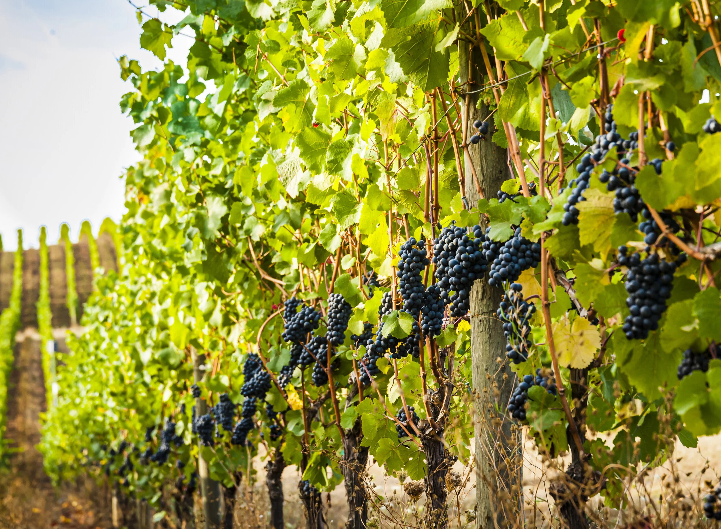 Tidalstar Vineyard - Yamhill-Carlton — Tidalstar Vineyard