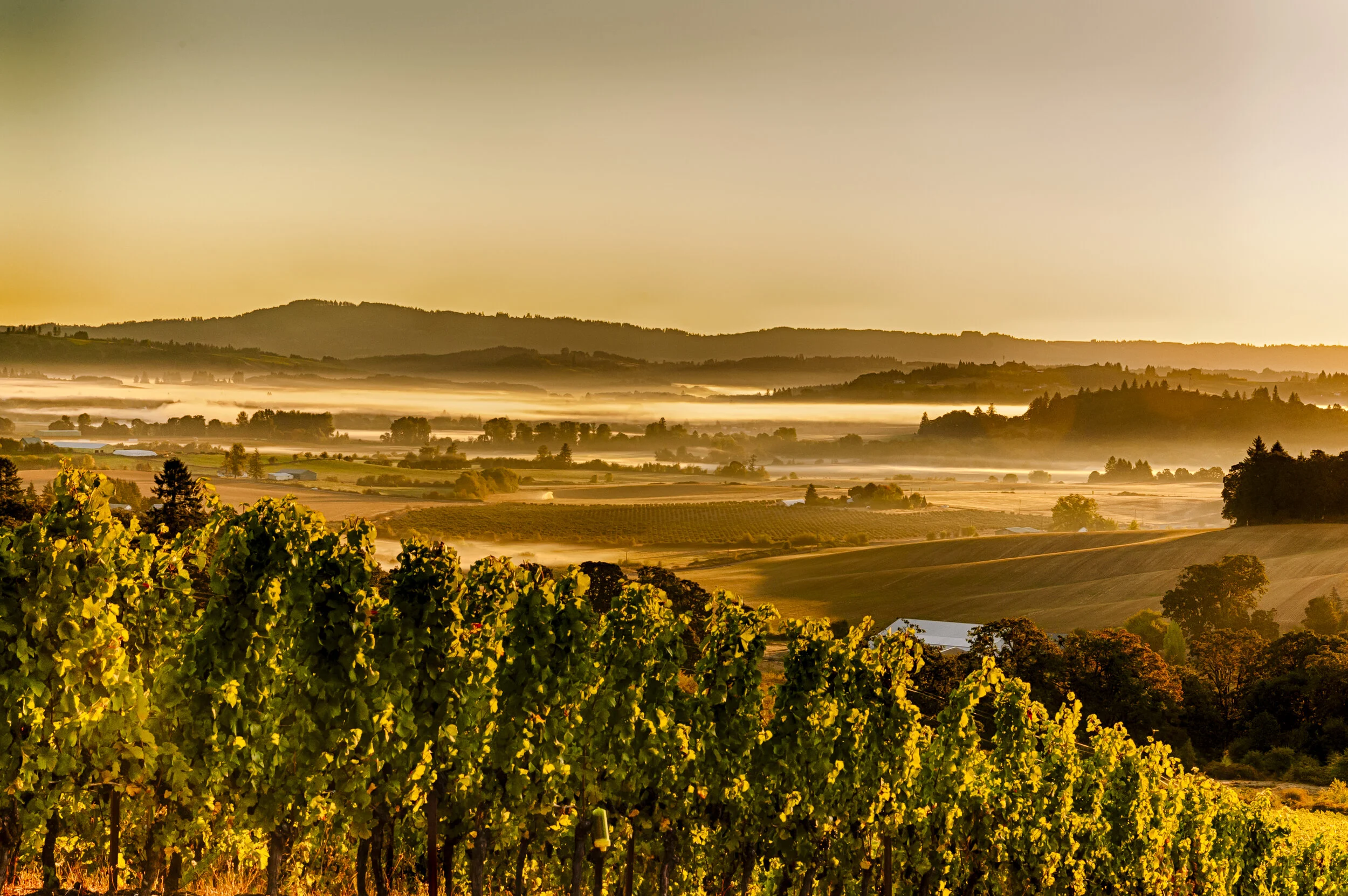 Tidalstar Vineyard - Yamhill-Carlton — Tidalstar Vineyard
