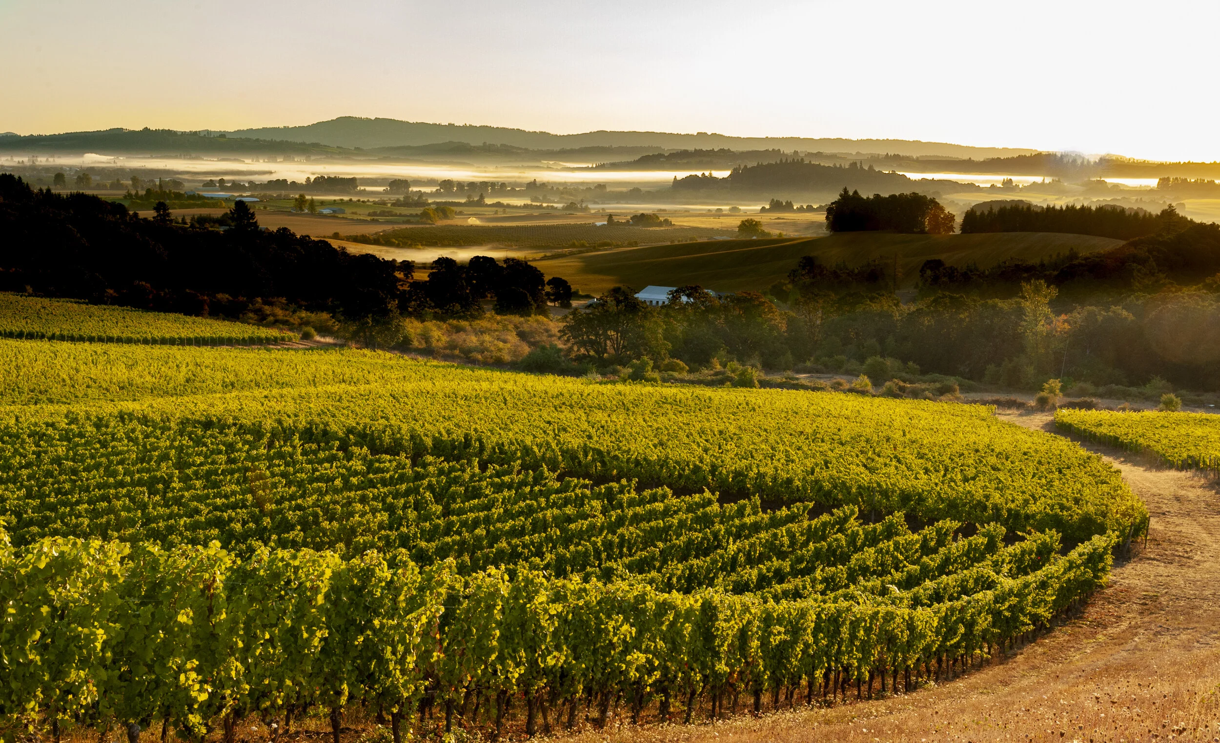 Tidalstar Vineyard - Yamhill-Carlton — Tidalstar Vineyard