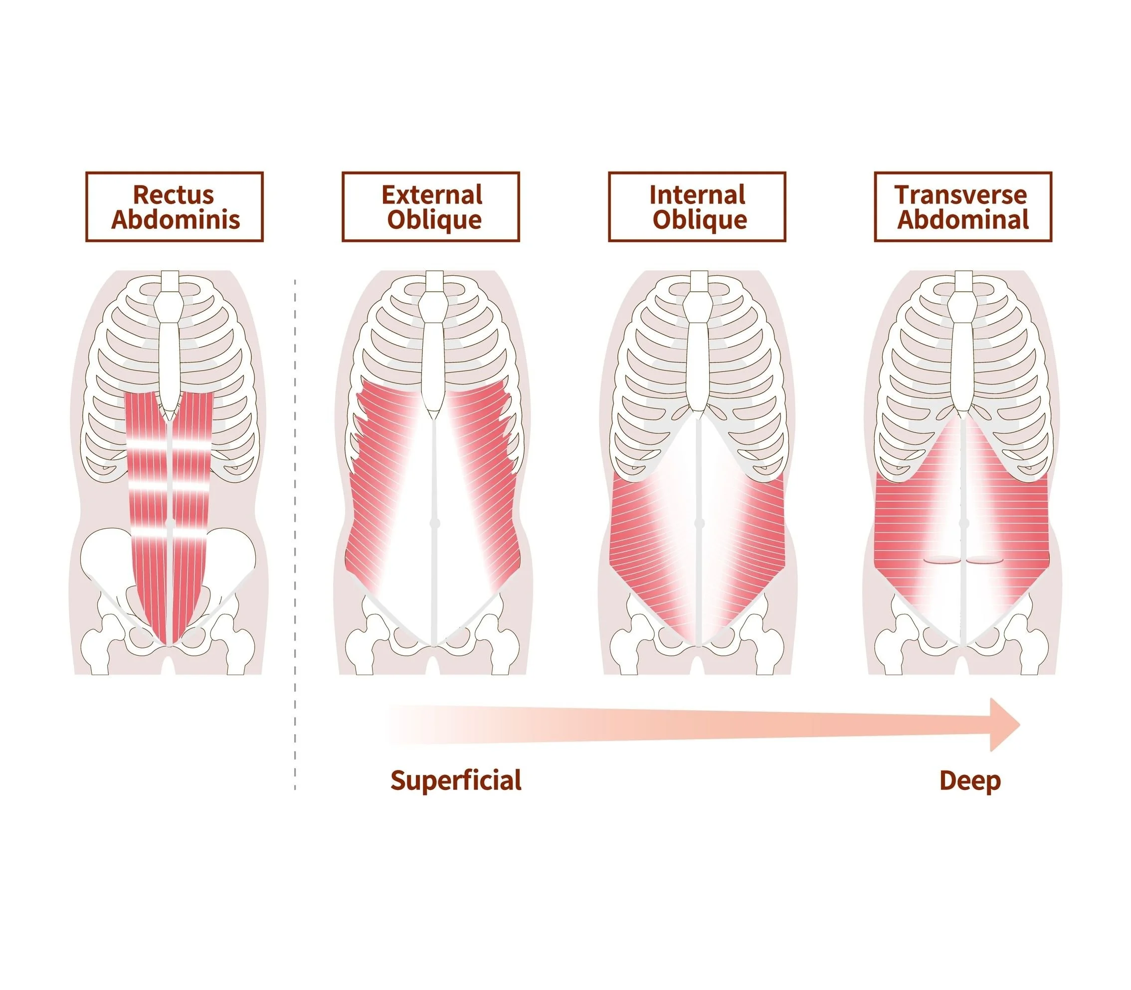 The Unsung Hero of the Abdominals — Q4 Physical Therapy - Westborough, MA