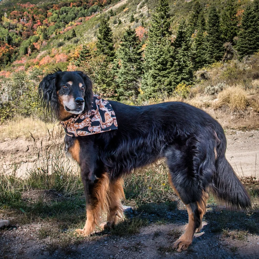 Gordon Setter Lab Mix