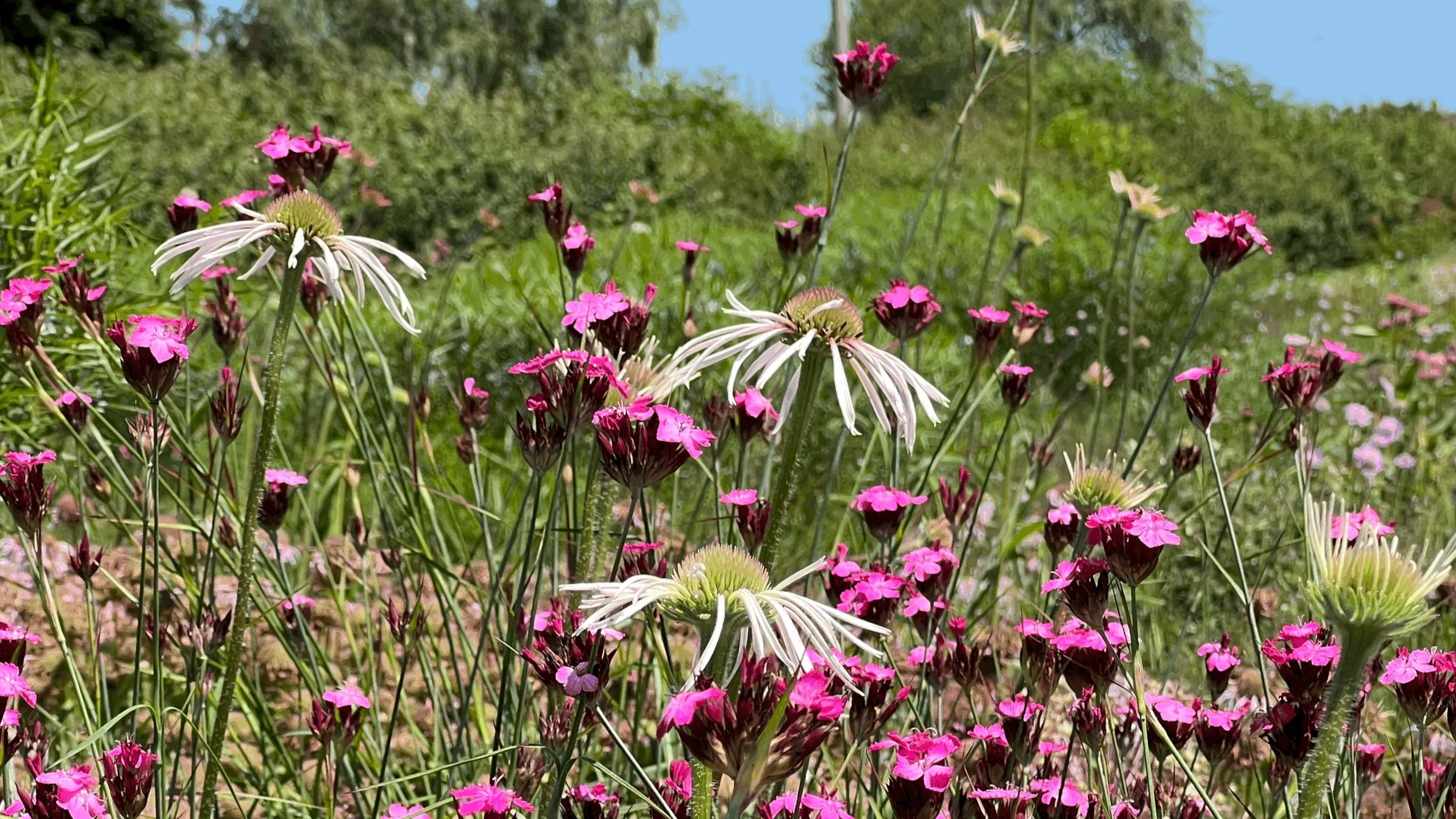 Bloom PR & Communications