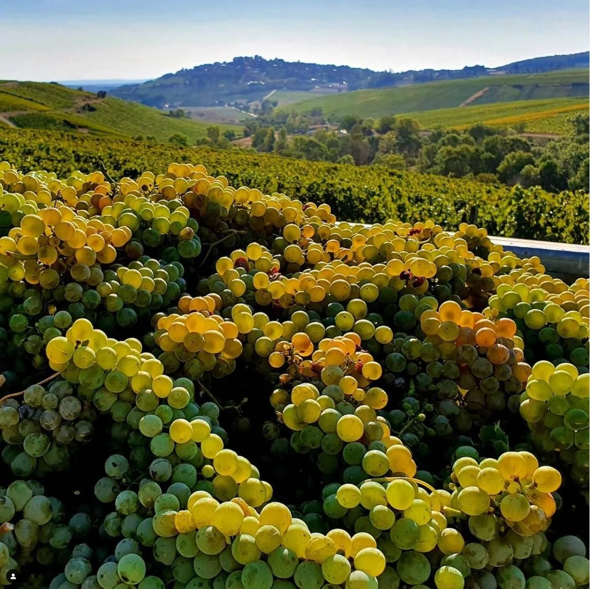 Domaine Pierre Martin — Vynluna Wines