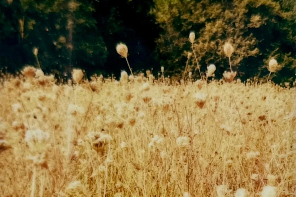 david maynard photography