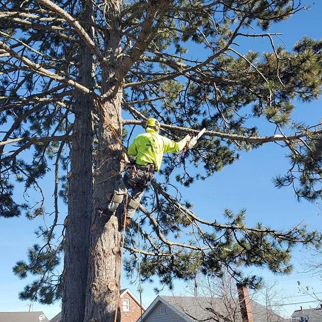 Ground Care Landscaping