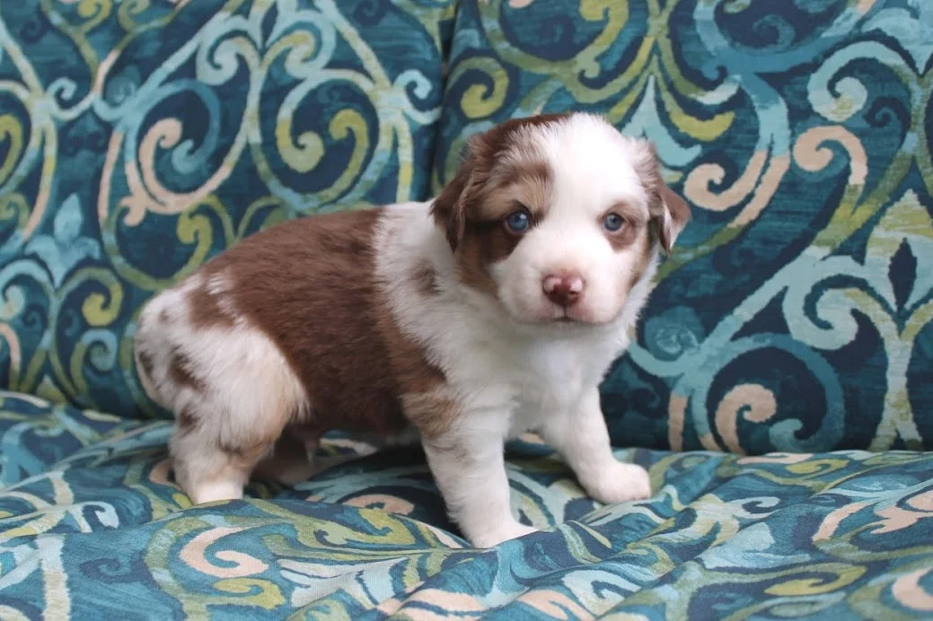 Red Merle Mini Australian Shepherd Puppy