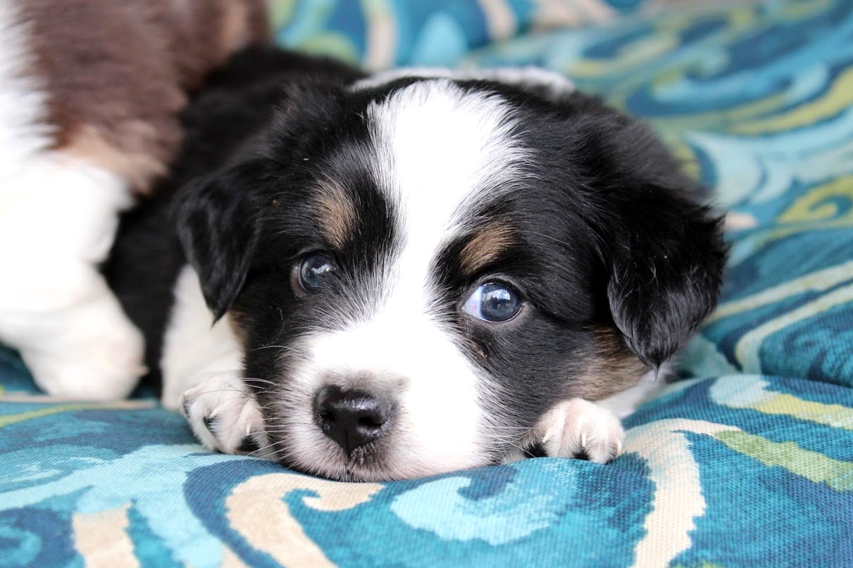 Aussie Puppies Black Tri