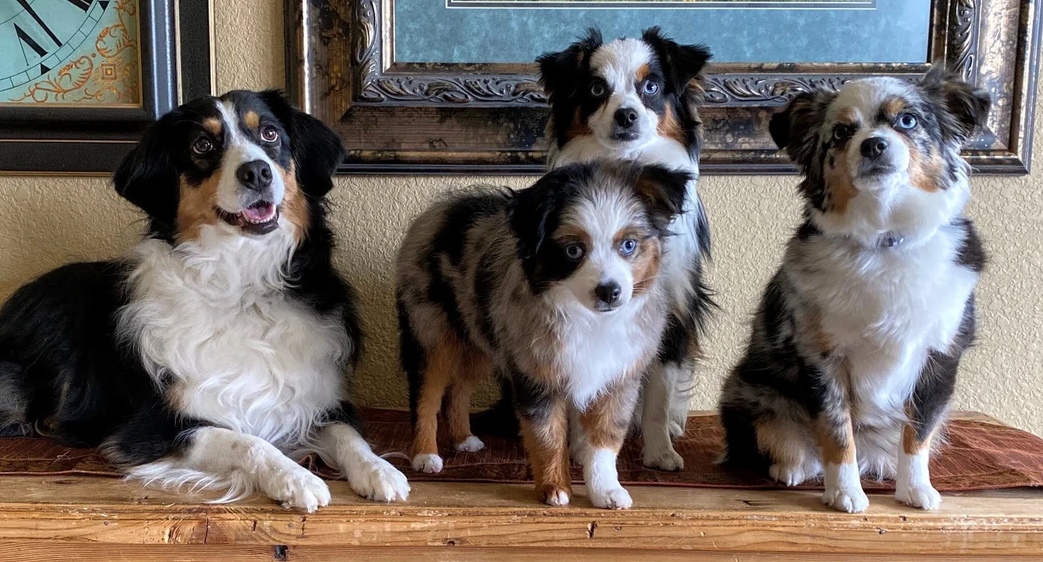 Are There Toy And Miniature Australian Shepherds