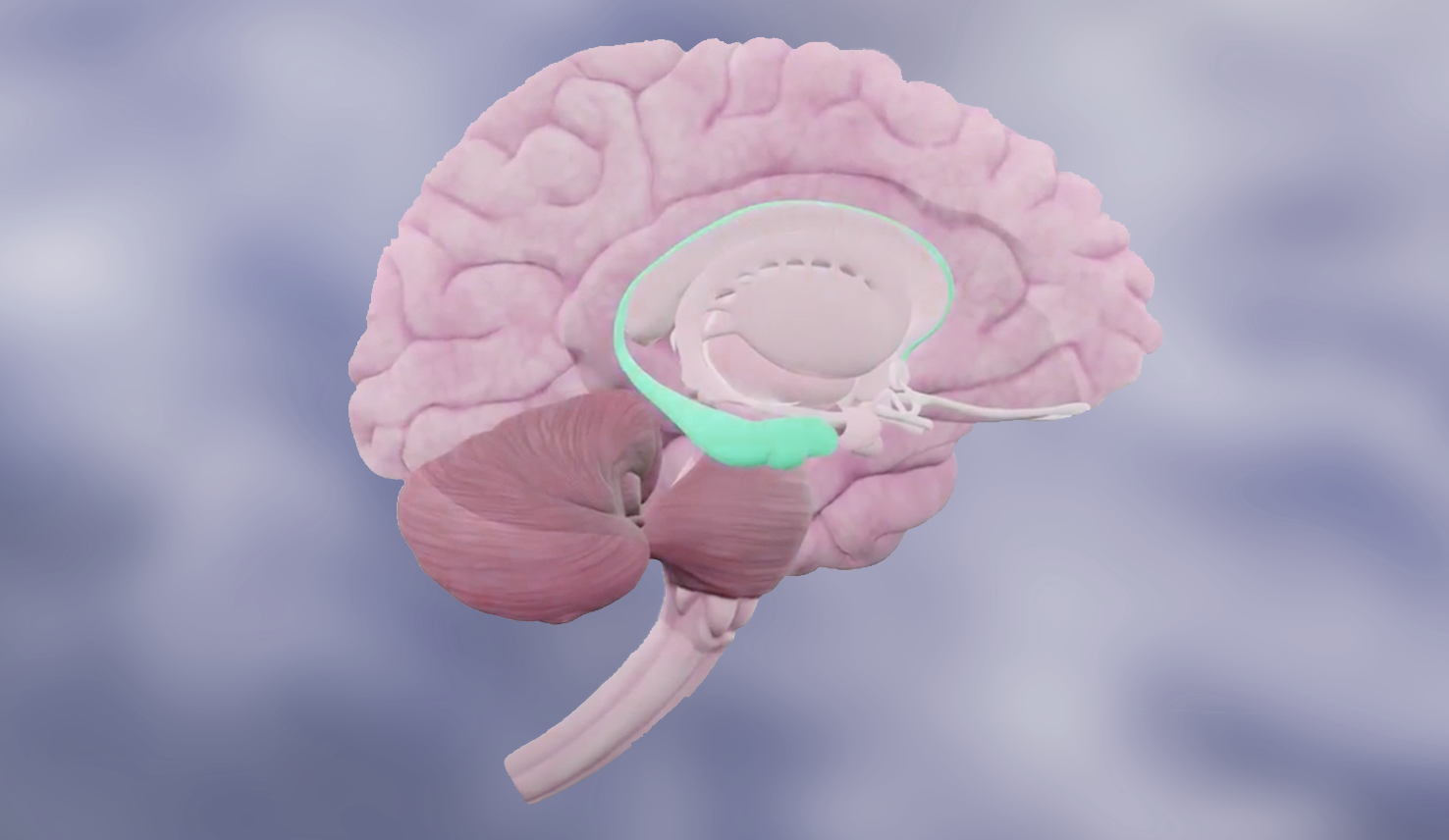 Public Image Library — BrainMind