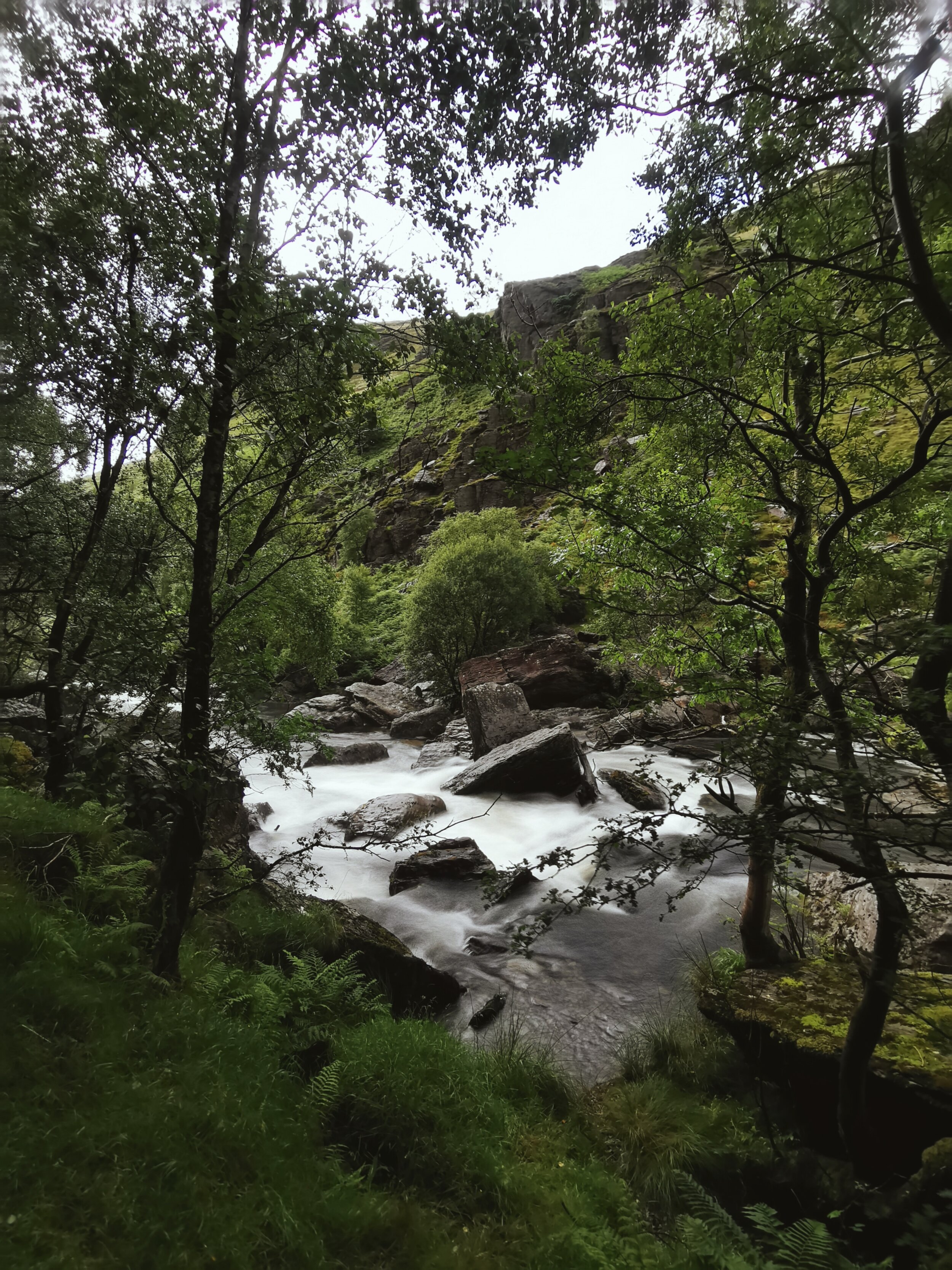 Wild Trails Wales Guide: The Wild Celtic Rainforests of Wales — Wild ...