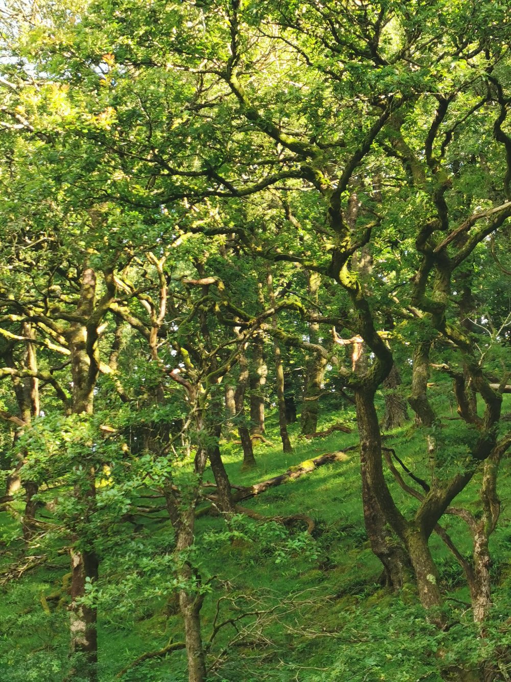 Wild Trails Wales Guide: The Wild Celtic Rainforests of Wales — Wild ...