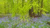 Wild Trails Wales Guide: Spotting Spring Wild Flowers in Wales — Wild ...