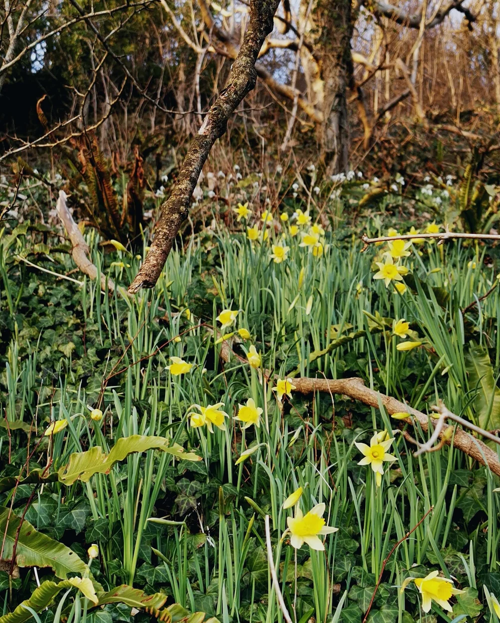 Wild Trails Wales Guide: Spotting Spring Wild Flowers in Wales — Wild ...