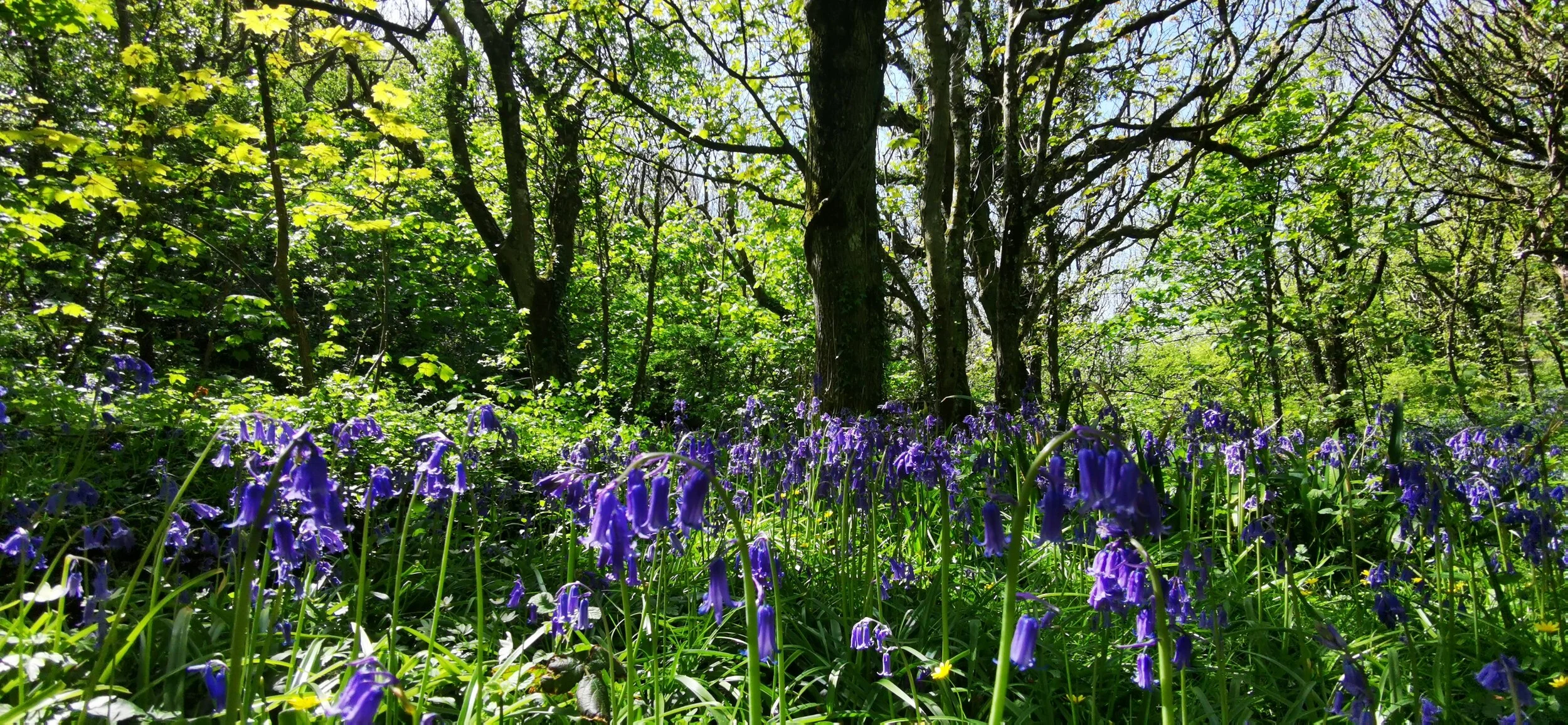 Wild Trails Wales Guide: Spotting Spring Wild Flowers in Wales — Wild ...