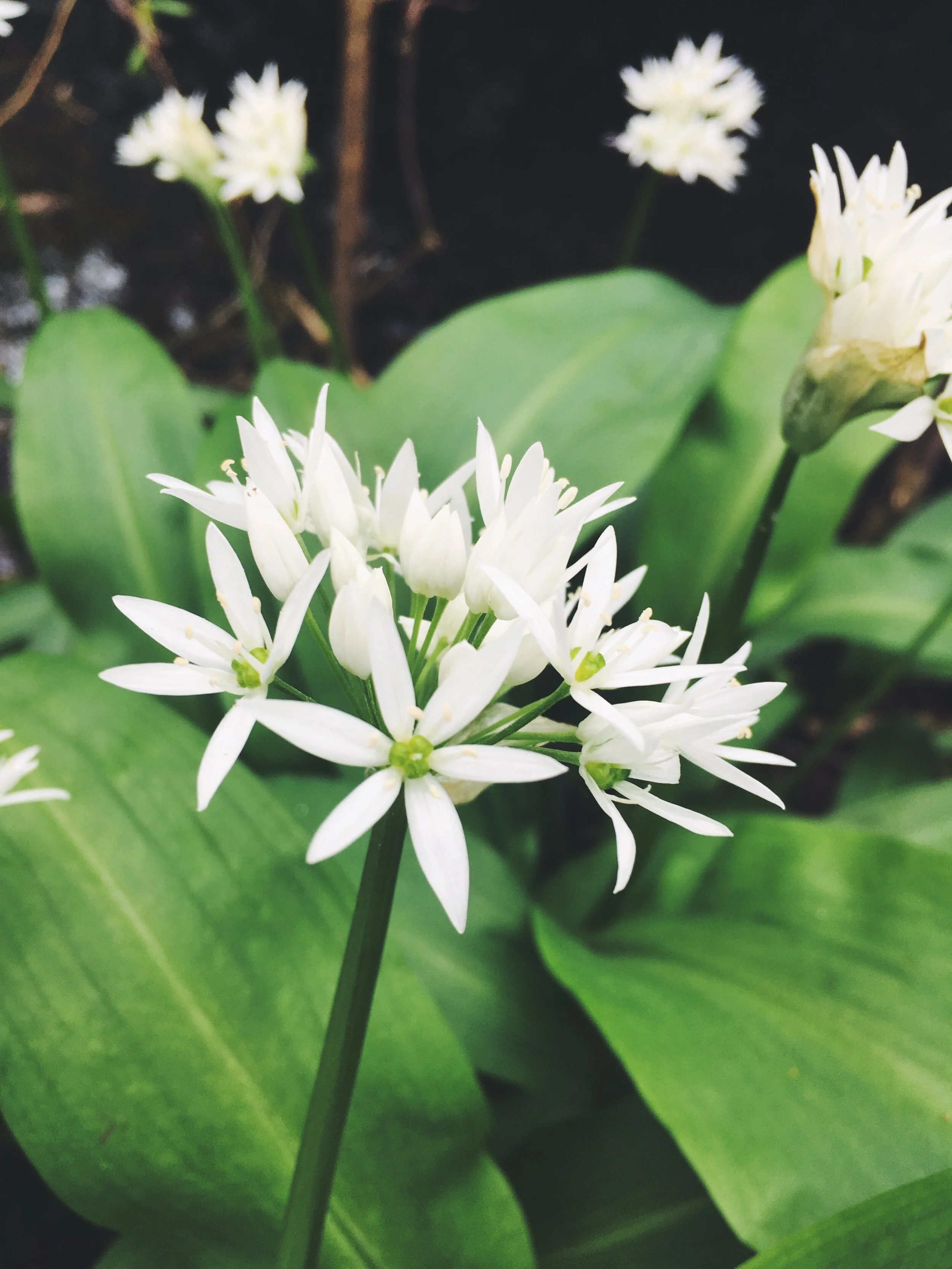 Wild Trails Wales Guide: Spotting Spring Wild Flowers in Wales — Wild ...