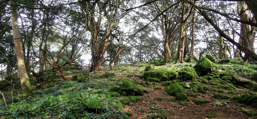 Wye Valley Walk: Chepstow to Tintern — Wild Trails Wales