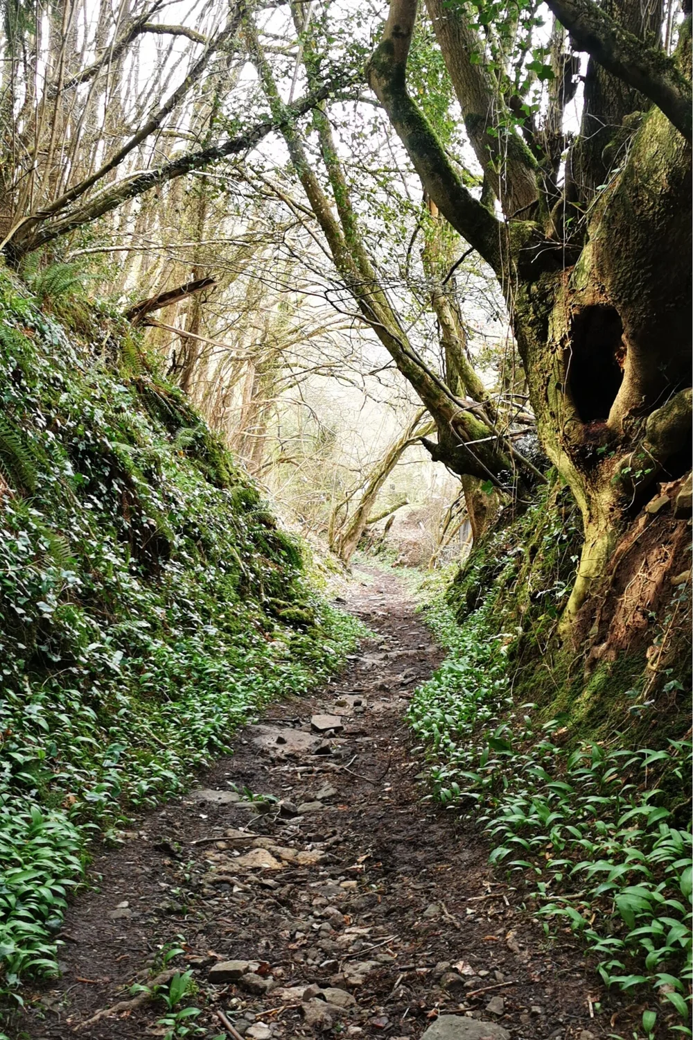 Wye Valley Walk: Chepstow to Tintern — Wild Trails Wales