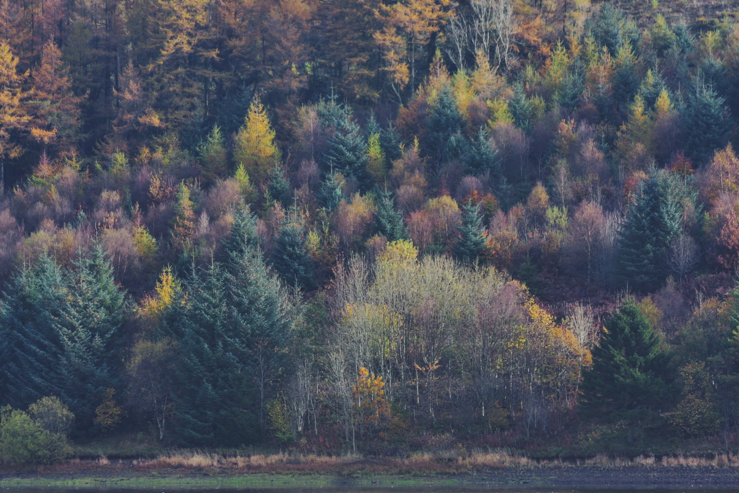 Wild Trails Wales Guide: Ten Best Autumn Walks in Wales — Wild Trails Wales