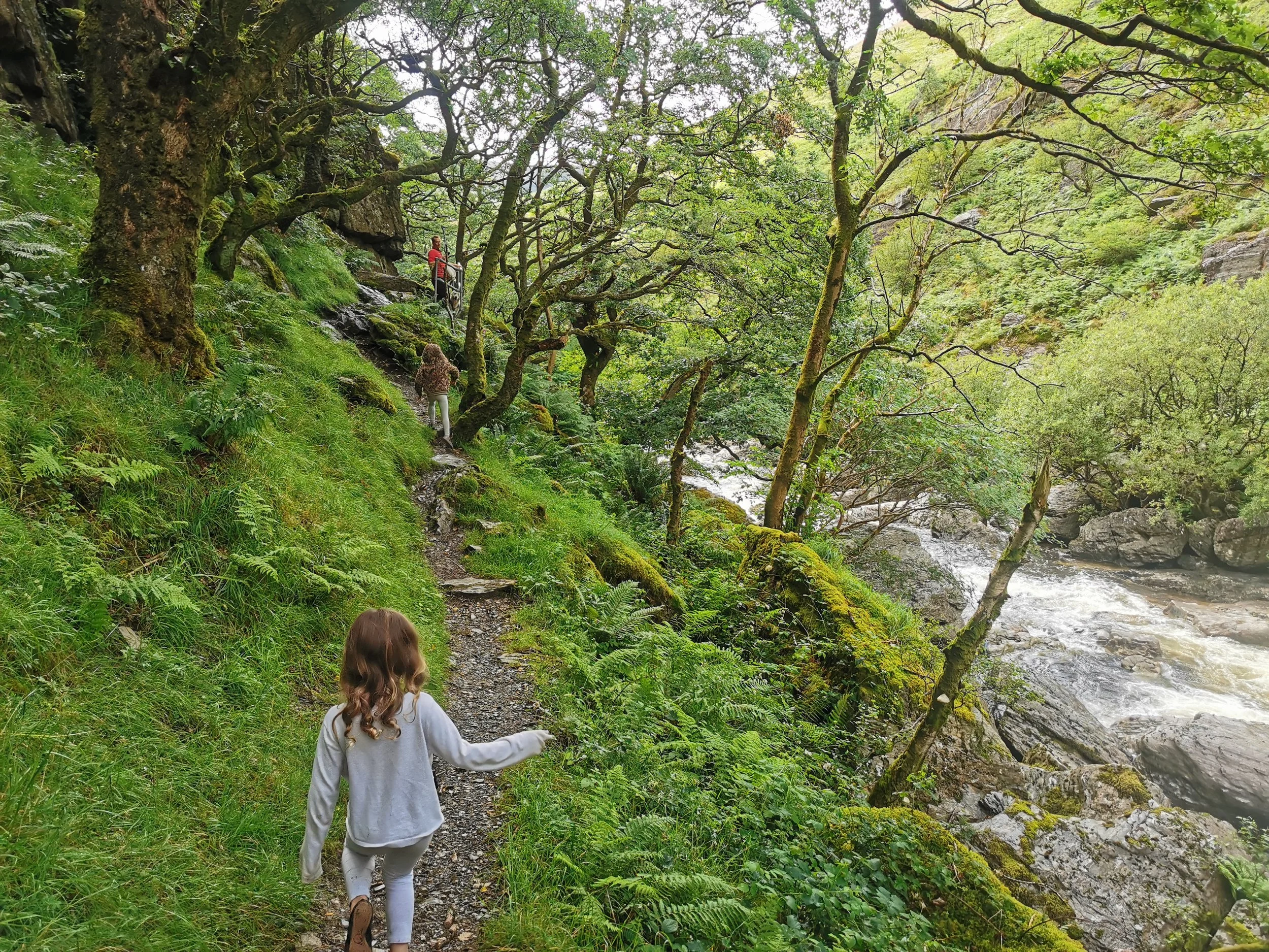 Welsh Woodland Walk: Gwenffrwd Dinas & Twm Sion Cati's Cave — Wild ...