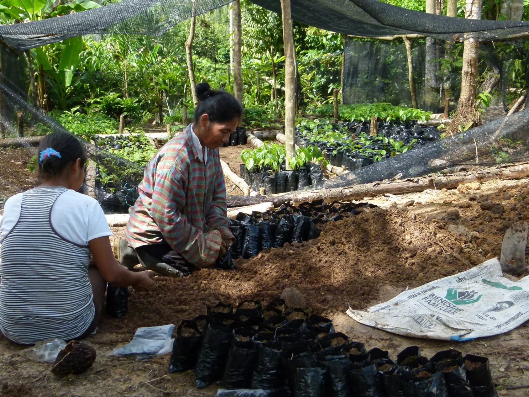 Reforestation projects — ON A MISSION | Restore forests, empower ...