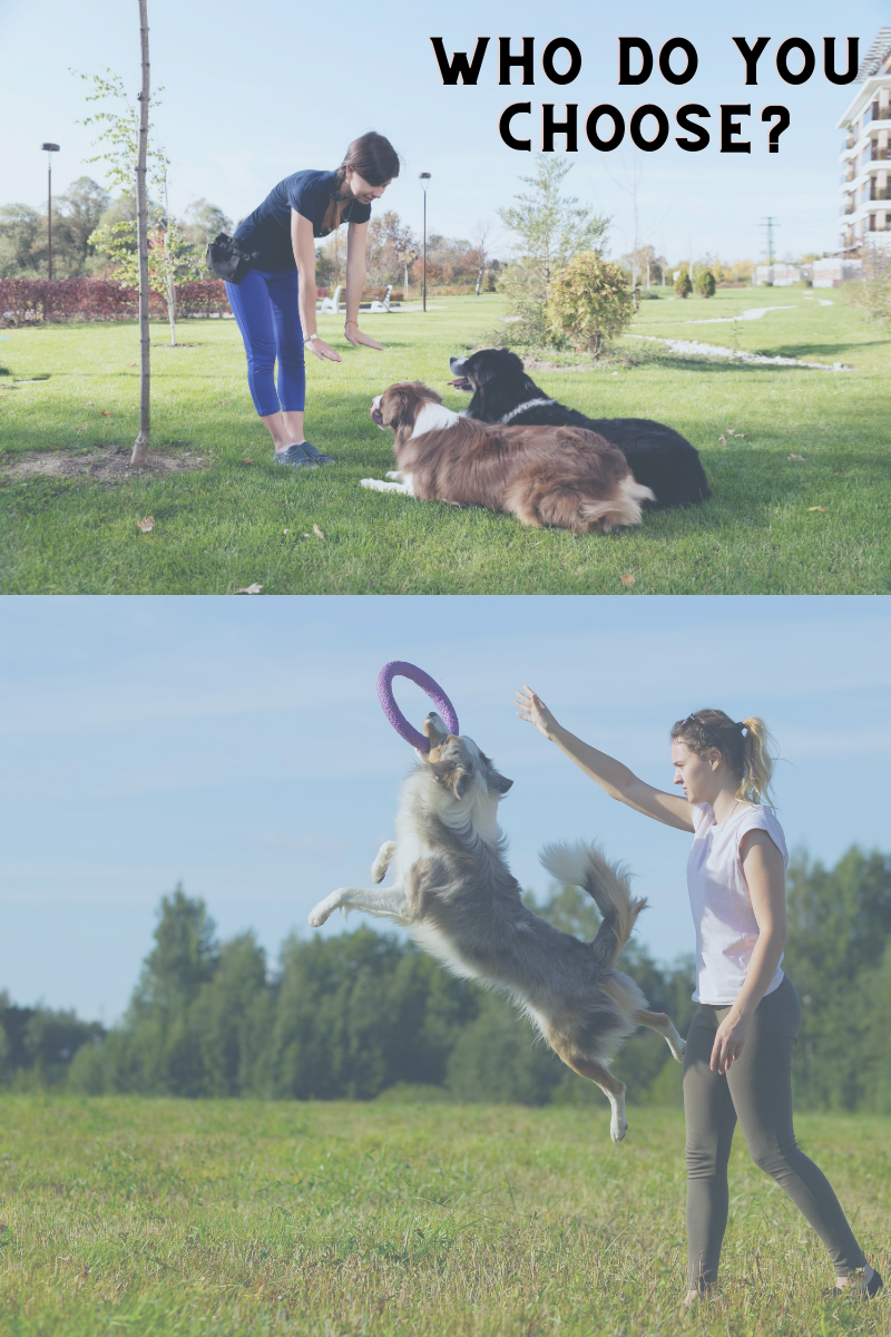 Choosing a Dog Trainer — Quality Canines