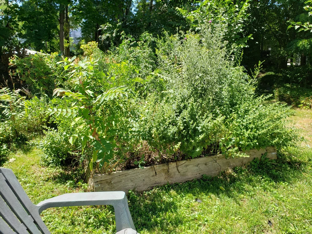 Lunenfeld Grant Photos — Gardens Buffalo Niagara