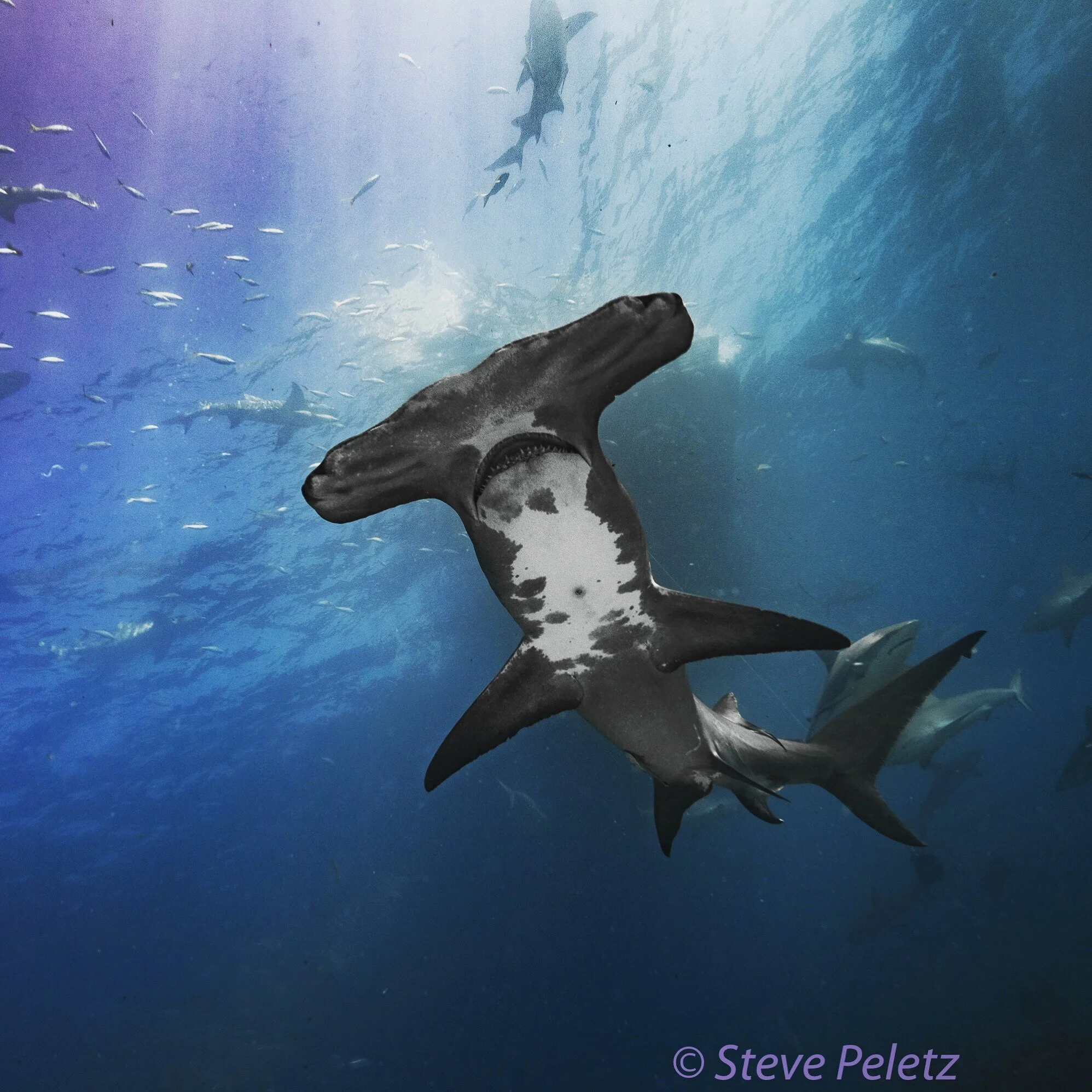 Scalloped Hammerhead Finning