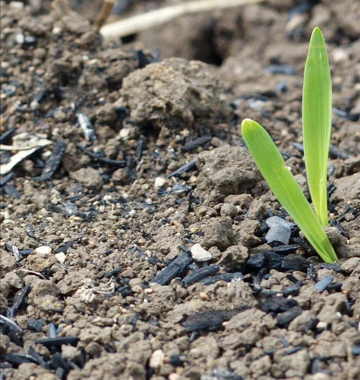 10 år siden det første forsøket med biokull i Norge — Norsk Biokullnettverk